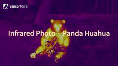 Infrared Photo of Panda Huahua Captured by SensorMicro Infrared Camera Core