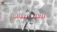 Exploring the Infrared Wildlife with 640*512 and 1280*1024 Thermal Camera
