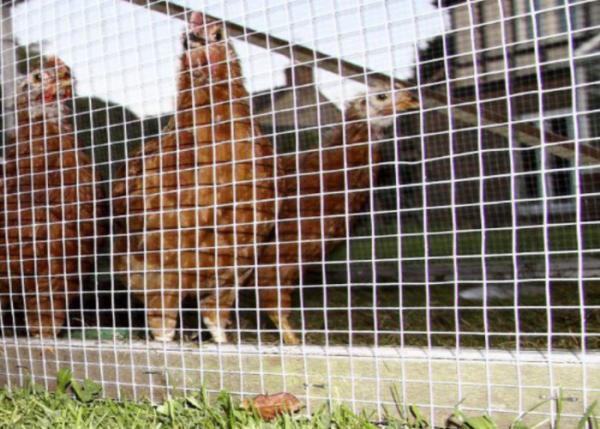 1/2''X 1/2'' Stainless Steel Welded Mesh Rolls For Breeding Protection High Strength