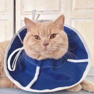 China Veterinary Cat collar for sale