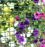 Quality PVC Coated Welded Wire Mesh Roll for sale