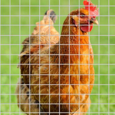 China Guaranteed Quality Unique Anping Wire Mesh Factory 1/4 Inch Galvanized Welded Wire Mesh for sale