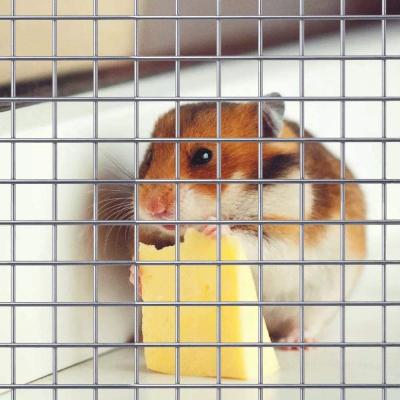 Китай Продажа из завода Различные оцинкованные сварные проволочные сетки Ограждение Сварные проволочные сетки Цена ограждения проволочная сетка продается