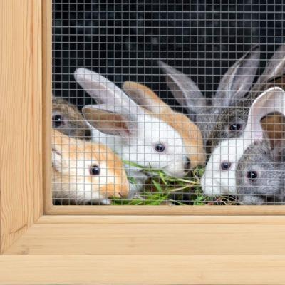 China Sell Well New Type 6x6 Concrete Reinforcing Welded Wire Mesh for sale