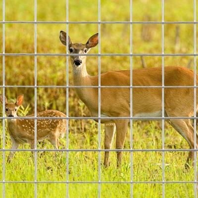 China New Arrival Latest Design China anping Wire Mesh Roll Product  welded wire mesh 3' 4' 16 gauge Farm Fence Roll for sale