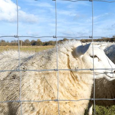 China China proveedor de cercas de ganado granel cercas de ganado para el uso cercas de alambre de cerdo en venta