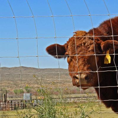 China Red de ganado de pasto de la cerca de ángulo de hierro poste barandillas red de red de círculo de ganado de la red de alambre galvanizado cerca en venta