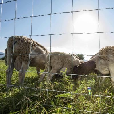 China Precio atractivo Nuevo tipo de fábrica de mayoristas de juego cercas de alambre de cabra cercas de campo de cercas producto en venta