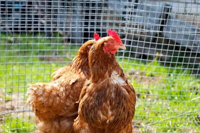 China High Quality Welded Wire Mesh beautiful commercial bird cages rabbit cages/cage lapin/rabbit farming equipment for sale