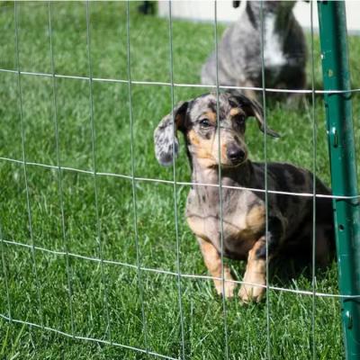 China 1.2Mm Hot Dipped Galvanized Iron Wire Mesh Roll for Protecting Mesh Bird Rabbit Cages for sale