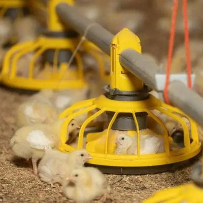 China Fully Automatic Animal Feeders Chicken Feeders and Drinkers Poultry Feeding Line for Broiler Chicken Farm for sale