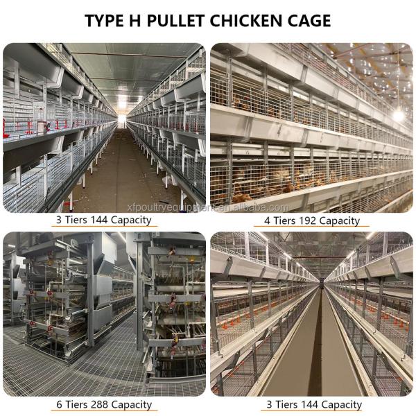 Quality Automatic Battery Day Old Chicks Poultry Equipment Automated Pullet Brooding for sale