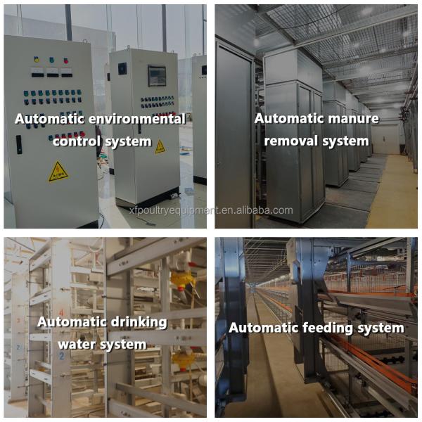 Quality Automatic Battery Day Old Chicks Poultry Equipment Automated Pullet Brooding for sale