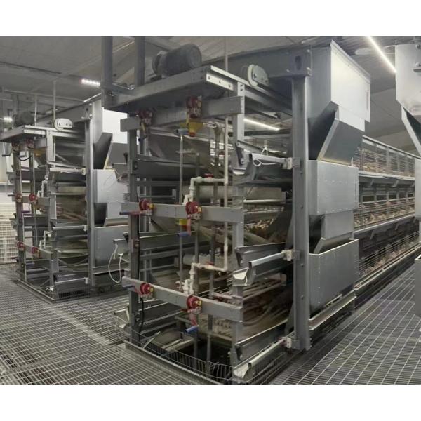 Quality Poultry Farm Automatic Equipment Multi Tiers Pullet Layer Egg Hen Chicken Cage Day Old Baby Chickens Pullet Chicken Cage for sale