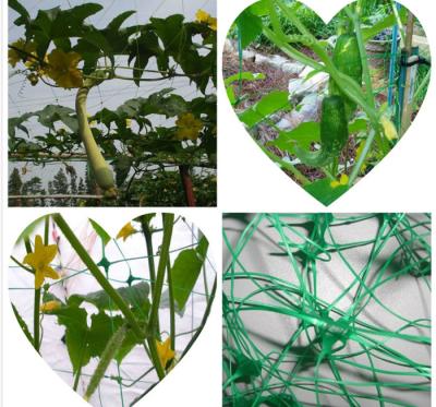 China Plant Support Net for sale