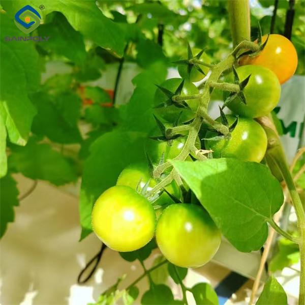 Quality Steel Frame Garden Tomato Greenhouse Hydroponic Container System Dutch Bucket for sale