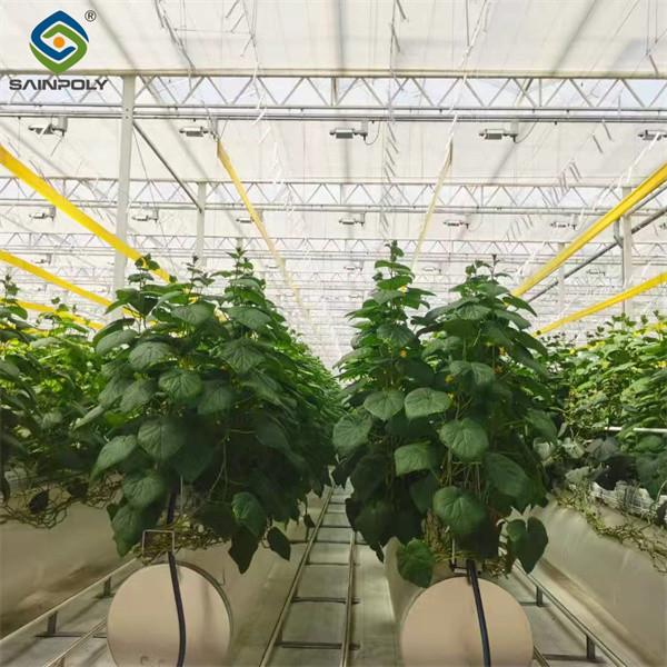Quality Galvanized Frame Single Span Tunnel Greenhouse Plastic Shed For Vegetables for sale