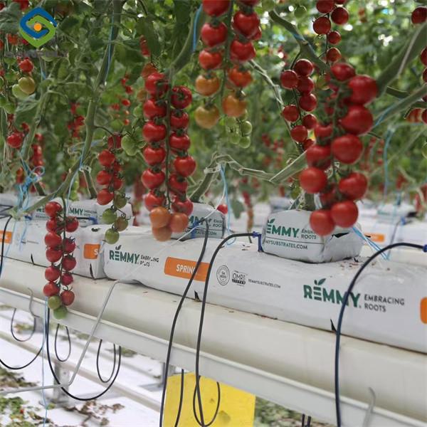 Quality Steel Frame Garden Tomato Greenhouse Hydroponic Container System Dutch Bucket for sale