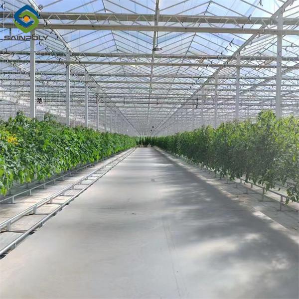 Quality Galvanized Frame Single Span Tunnel Greenhouse Plastic Shed For Vegetables for sale