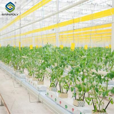 Quality Galvanized Frame Single Span Tunnel Greenhouse Plastic Shed For Vegetables for sale