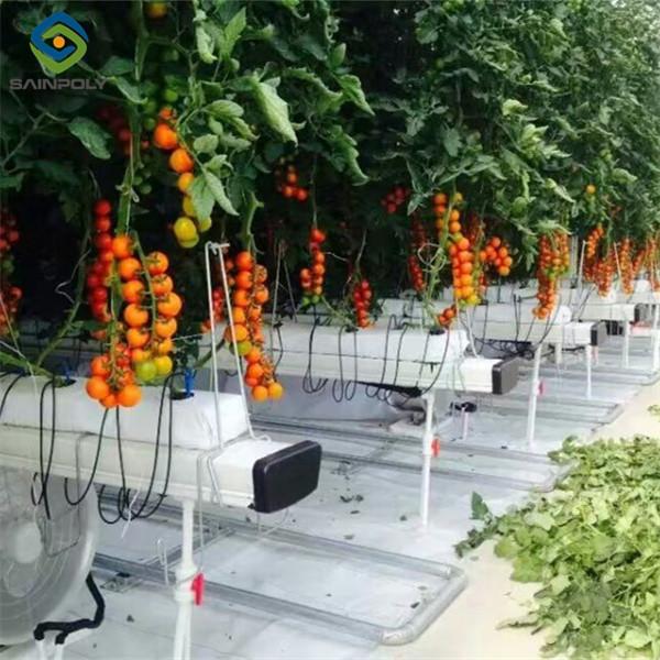 Quality Vegetable Growing Multispan Tomato Greenhouse Custom Large Size for sale