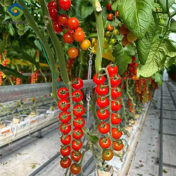 Quality Gutter Growing System Commercial Tomato Greenhouse With Steel Structure for sale