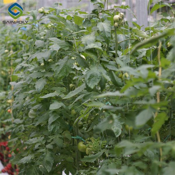 Quality Galvanized Frame Single Span Tunnel Greenhouse Plastic Shed For Vegetables for sale