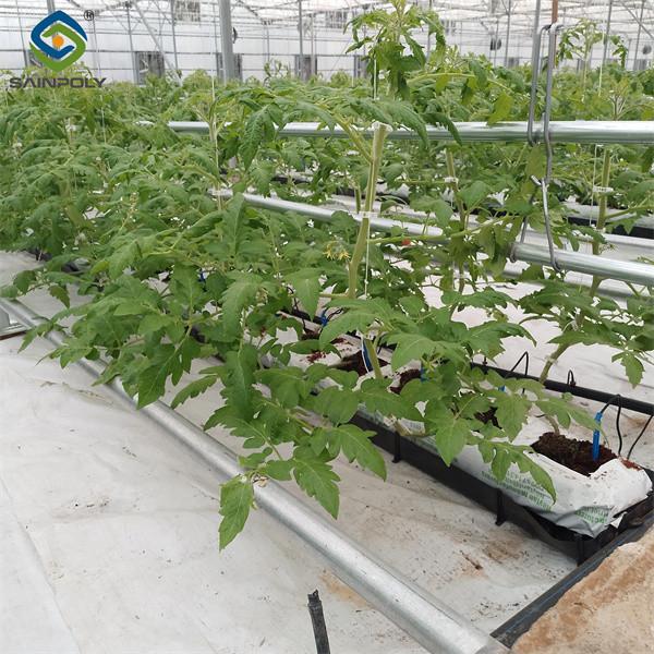 Quality Tomato Plant Greenhouse Film Greenhouse With Hydroponic Culture Soilless for sale