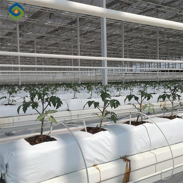 Quality Tomato Plant Greenhouse Film Greenhouse With Hydroponic Culture Soilless for sale