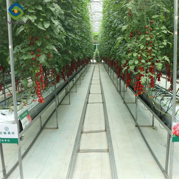 Quality Agriculture Multi Span Greenhouse For Tomato Plants And Cucumber Growing for sale