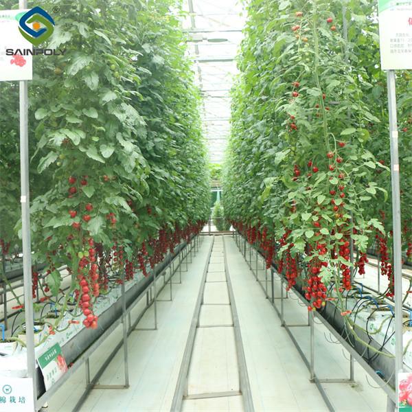 Quality Gutter Growing System Commercial Tomato Greenhouse With Steel Structure for sale