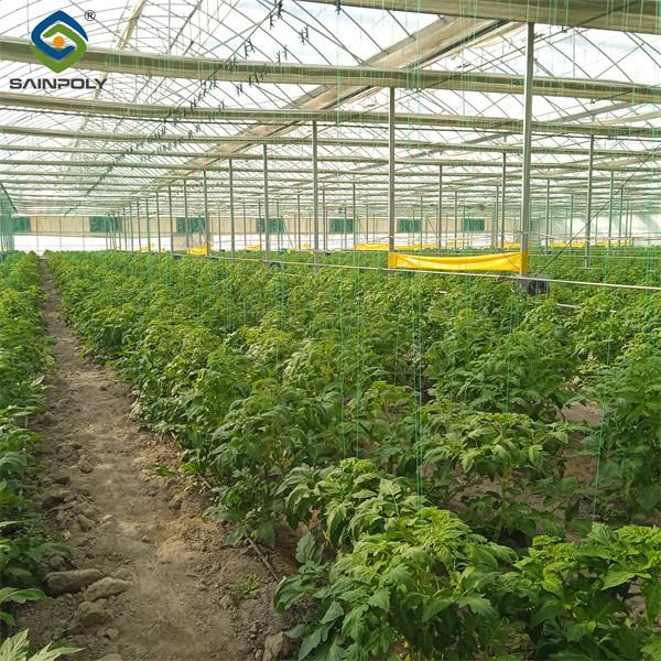 Quality Single Span Tomato Greenhouse Hydroponics Growing Large Glass Green Houses for sale