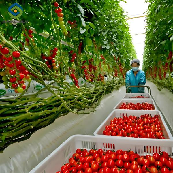 Quality Multispan Glass Polycarbonate Film Greenhouse For Tomato Plants for sale