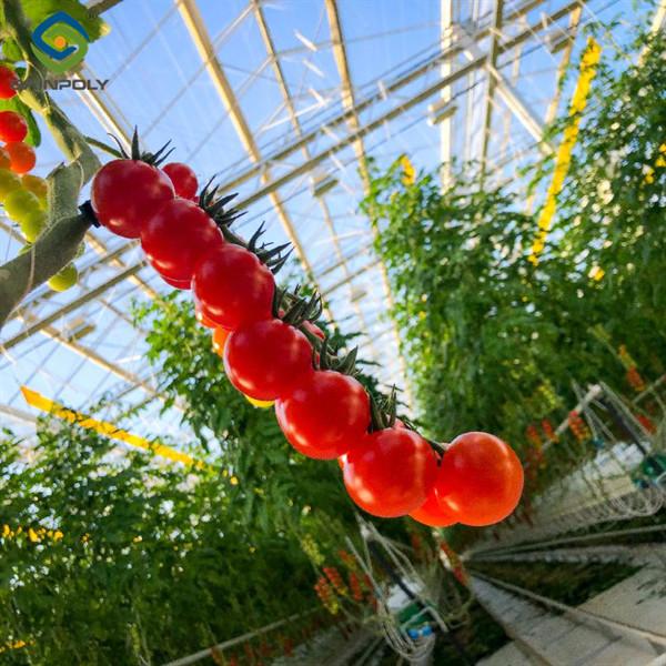 Quality Turnkey Project Multi Span Commercial Hydroponic Greenhouse Waterproofing for sale