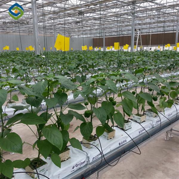 Quality Turnkey Project Multi Span Commercial Hydroponic Greenhouse Waterproofing for sale
