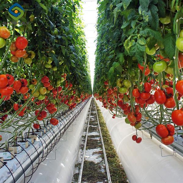 Quality Multispan Glass Polycarbonate Film Greenhouse For Tomato Plants for sale