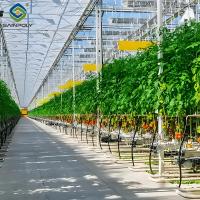 Quality Agriculture Multi Span Greenhouse For Tomato Plants And Cucumber Growing for sale