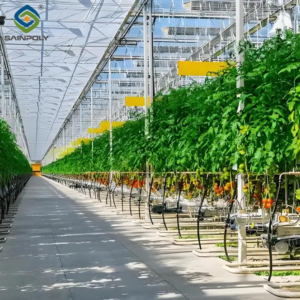 Quality Agriculture Multi Span Greenhouse For Tomato Plants And Cucumber Growing for sale