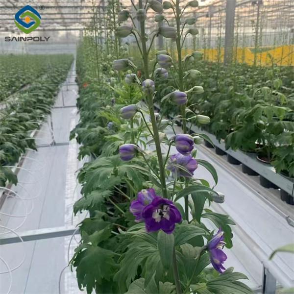 Quality Flower Growing Steel Frame Greenhouse Wind Resistance Large Glass Greenhouse for sale