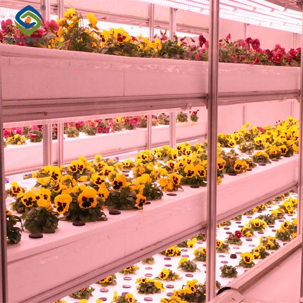 Quality Toughened Clear Glass Flower Greenhouse Customized With Automatic Systems for sale