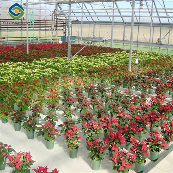 Quality Toughened Clear Glass Flower Greenhouse Customized With Automatic Systems for sale
