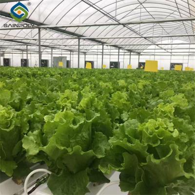 China Multispan Lettuce Work Greenhouse With NFT Hydroponic Growing Systems for sale