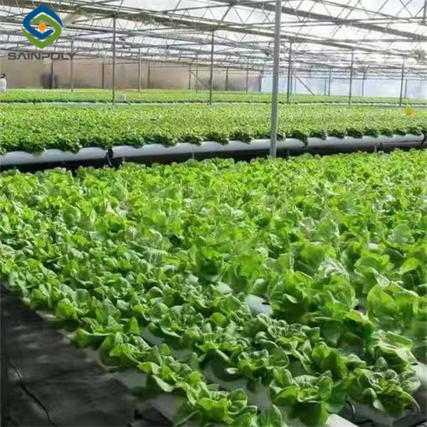 Quality Vertical Lettuce Greenhouse PC Sheet Greenhouse With Hydroponic System for sale