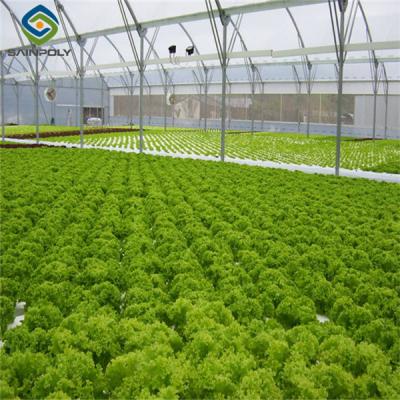 China Multispan Lettuce Work Greenhouse With NFT Hydroponic Growing Systems for sale
