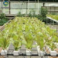 China Galvanized Frame Multi Span Greenhouse With Hydroponic Growing Systems for sale