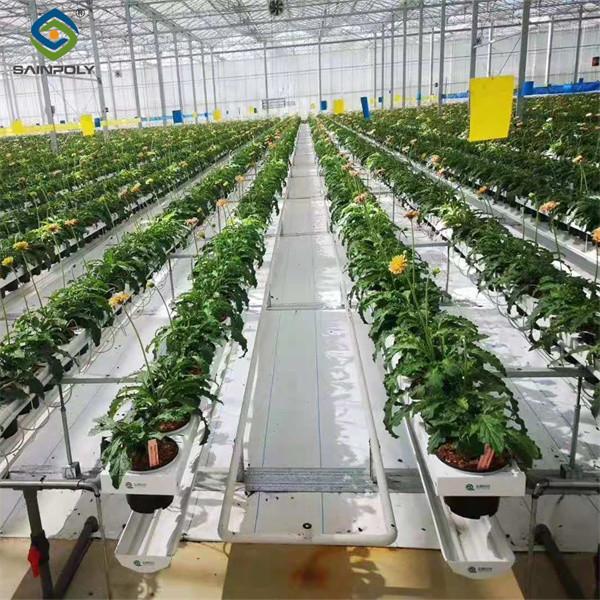 Quality Strong Structure Galvanized Venlo Type Greenhouse Commerical Green House for sale