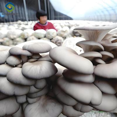 Cina Coltivazione di funghi in policarbonato in serra Multispan Agricoltura in serra Coltivazione in serra in vendita