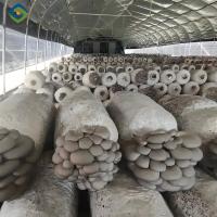 China Electrical Control Mushroom Growing Greenhouse With Hot Galvanizing Pipe Structure for sale