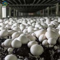 China Electrical Control Mushroom Growing Greenhouse With Hot Galvanizing Pipe Structure for sale