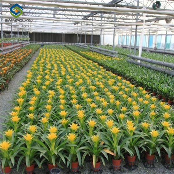 Quality Galvanized Steel Multispan Commercial Polycarbonate Greenhouse Customized Length for sale